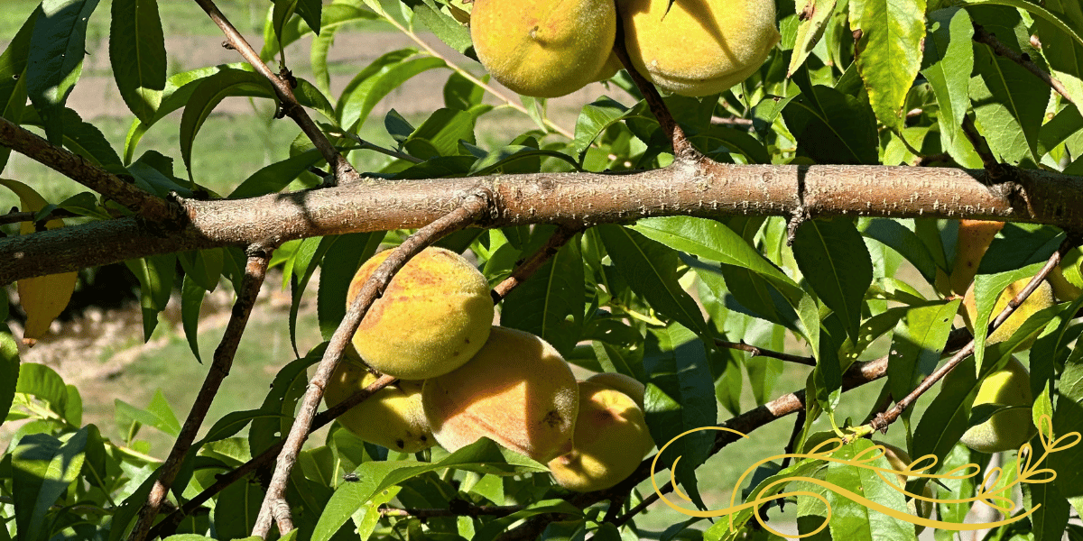 AgForce Development Program - Economic Development Greater East