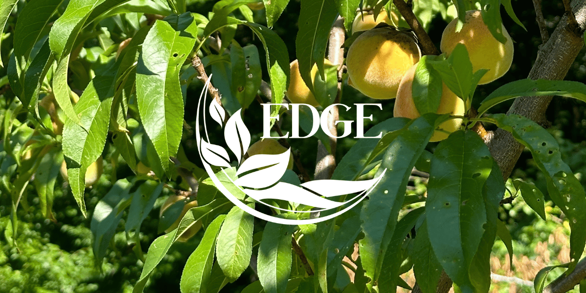 Economic Development Greater East - Reclamation and Renewal in the ...