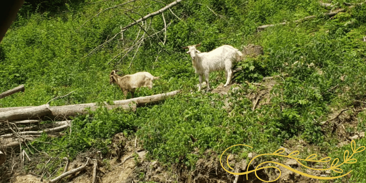 Mountain Agriculture - Economic Development Greater East